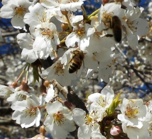 Miss Beehaven with Hobbit Queen | Beginner's Luck with Honey Bee ...