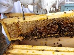 Weather is daunting – Bees are a Thriving! | Miss Beehaven with Hobbit ...